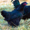 Started Pullets For Sale - Heritage Pullets
