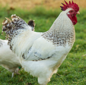 Started Pullets For Sale - Heritage Pullets