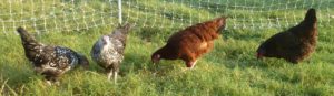 Started Pullets For Sale - Heritage Pullets