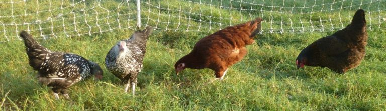 Started Pullets For Sale - Heritage Pullets