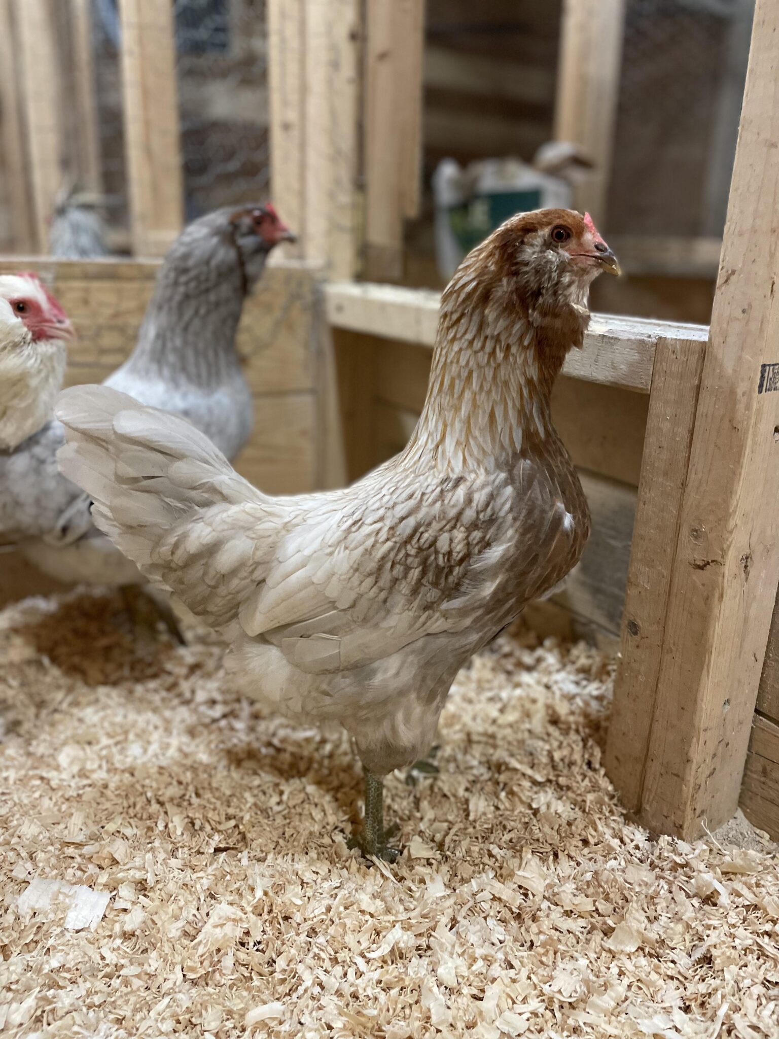Blue Egg Layer - Heritage Pullets